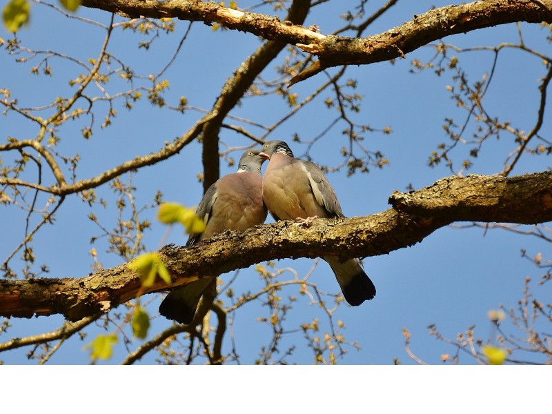 GREGORJEVO - SLOVENSKI PRAZNIK LJUBEZNI